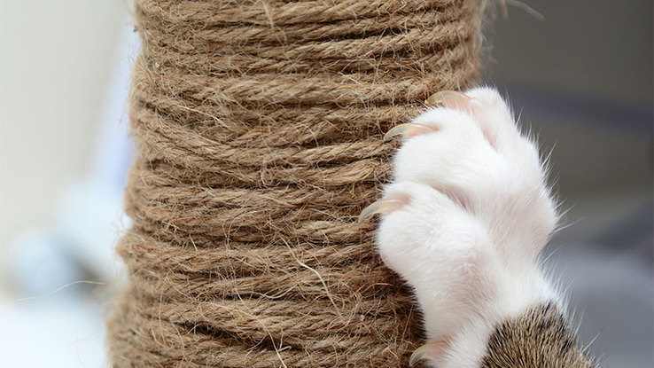 How To Replace Sisal Rope On A Cat Tree? | DIY For Owners On A Budget