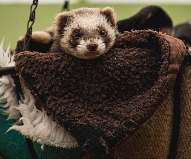 How To Bond With Your Ferret? 10 Things To Be Aware Of - All About Pets