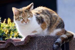 Why Does My Cat Huff? (Top Reasons) - All About Pets