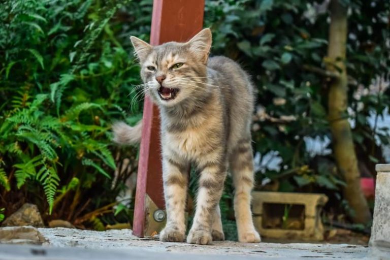 My Cat Can't Meow Just Squeaks – Why? [6 Top Reasons] - All About Pets