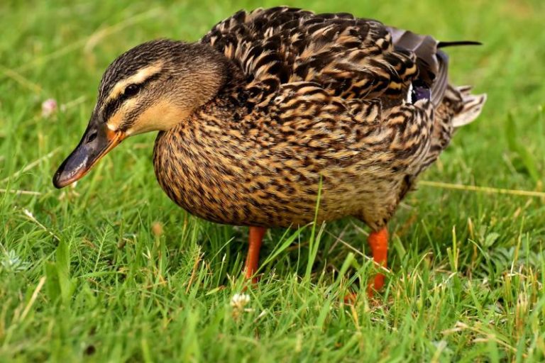 Duck Leg Problems - Full Guide - All About Pets