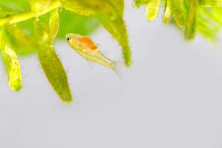 Fish Swimming Upside Down After Water Change - Why? - All About Pets