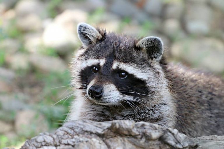 How To Get A Pet Raccoon? – Necessary Steps - All About Pets