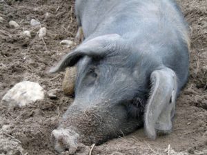 My Pig Is Down And Won’t Get Up - Top Reasons Why - All About Pets