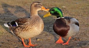 Why Do Ducks Quack? Interesting Reasons - All About Pets
