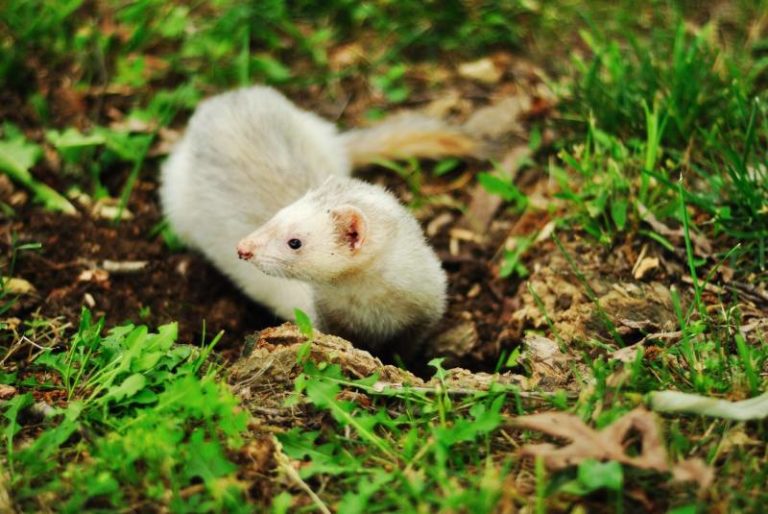 Why Do Ferrets Smell? [All Reasons Explained!] - All About Pets