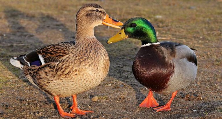 Duck Body Language – Guide - All About Pets