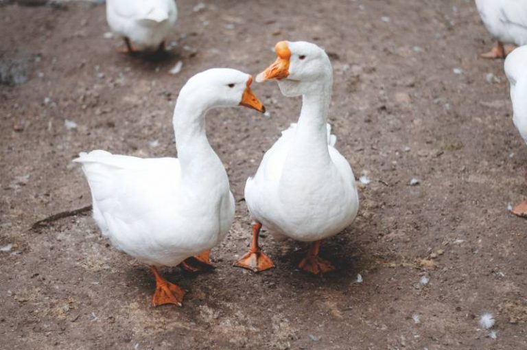 How Do Geese Mate - All About Pets