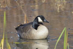 Here's Why Canadian Geese Are Protected - All About Pets