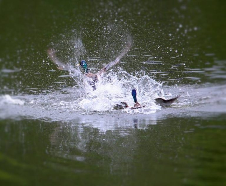 Why Ducks Attack Each Other? - True Reasons - All About Pets