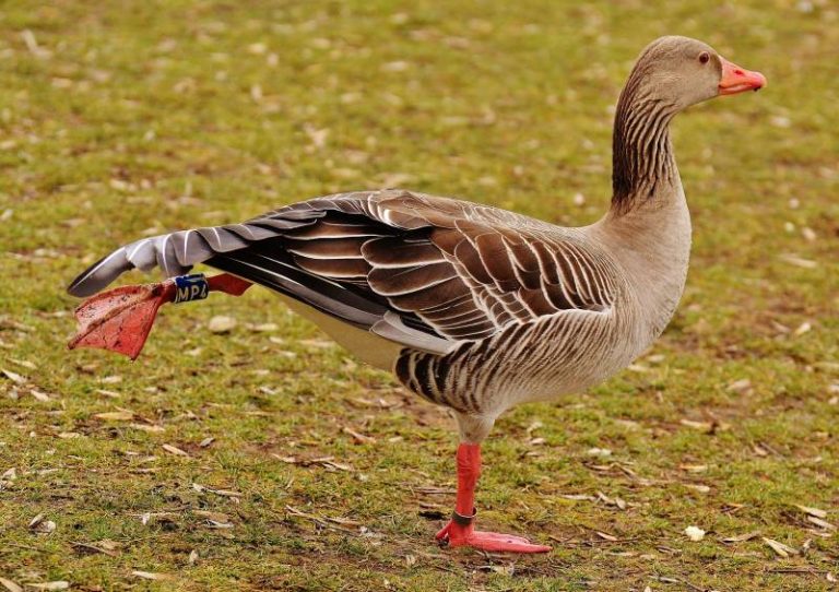 7 Reasons Why Geese Abandon Their Eggs - All About Pets