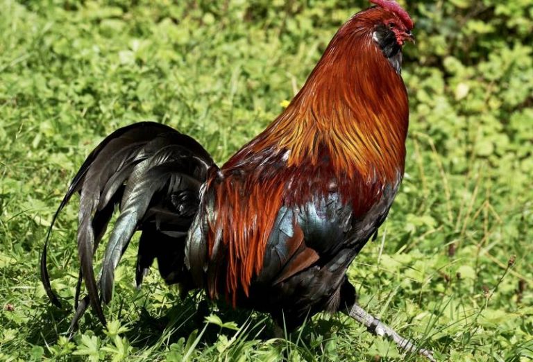 Chicken Comb Turning Purple - 6 Top Reasons - All About Pets