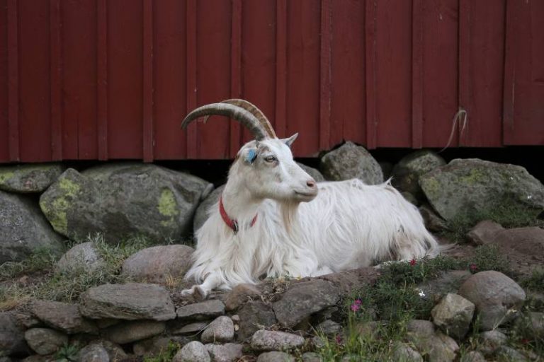 Sick Goat Won't Get Up - 6 Reasons You Need To Know - All About Pets