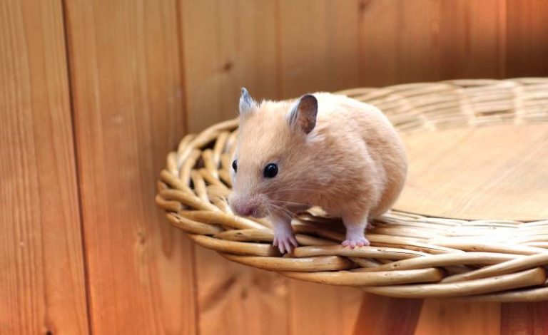 My Hamster Is Making A Clicking Noise – Why? - All About Pets