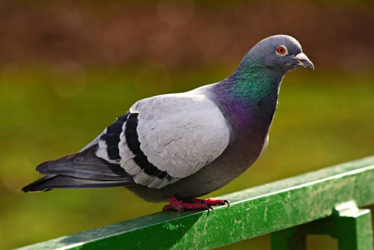 Why Do Doves Coo? Reasons Explained - All About Pets