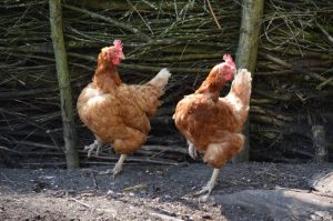 9 Reasons Why Chickens Peck Each Other - All About Pets
