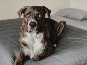Brindle Vs. Reverse Brindle - Differences & Comparison - All About Pets