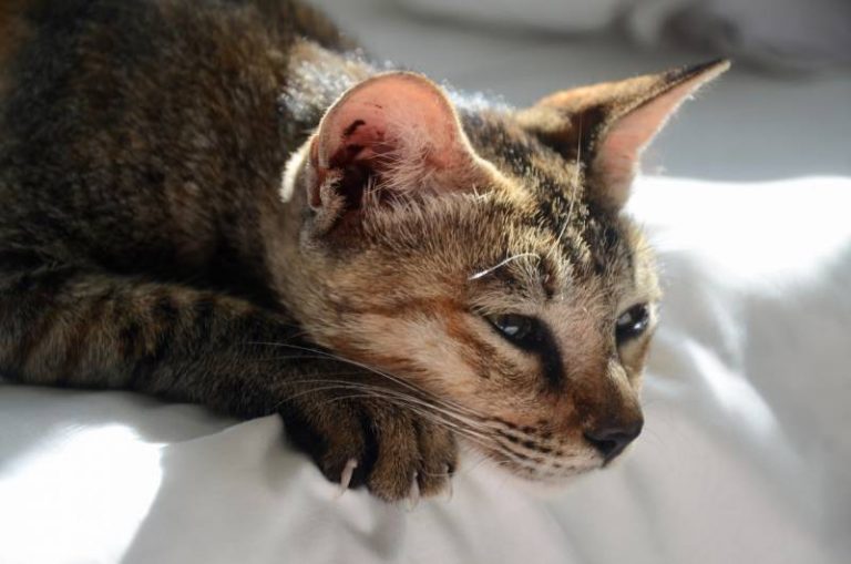 Cat Stomach Spasms – Causes And What To Do - All About Pets
