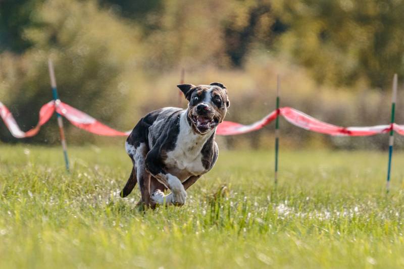 Why Do Dogs Spin In Circles Reasons Explained All About Pets Why Do Dogs Spin In Circles Reasons Explained All About Pets