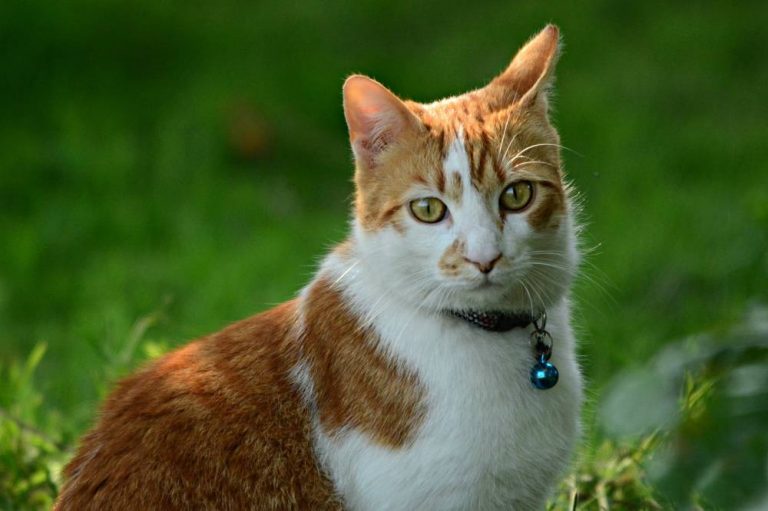 Bumps On Outside Of Cat S Ears Causes All About Pets