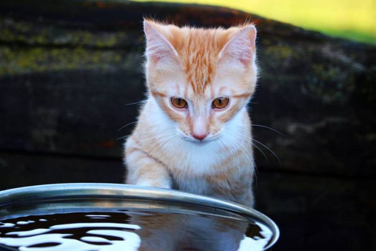 Cat Keeps Knocking Over Water Bowl - 7 Reasons & Solutions - All About Pets