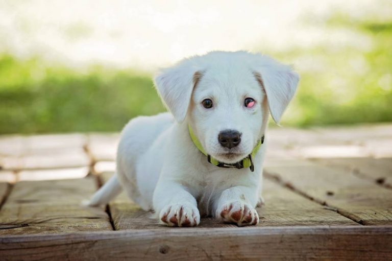 Pink Bump On Dog s Eyelid Causes And Treatment All About Pets