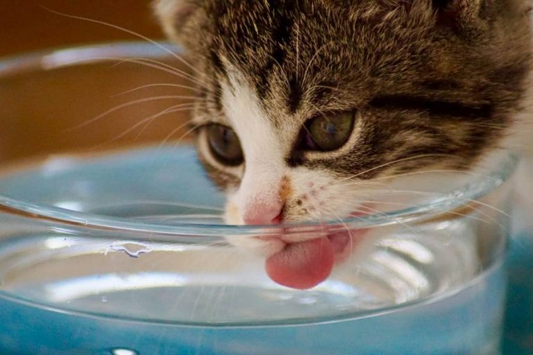 Cat Keeps Knocking Over Water Bowl - 7 Reasons & Solutions - All About Pets