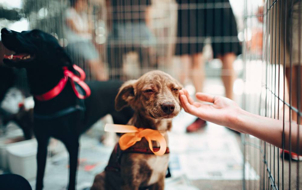 Pink Bump On Dog s Eyelid Causes And Treatment All About Pets