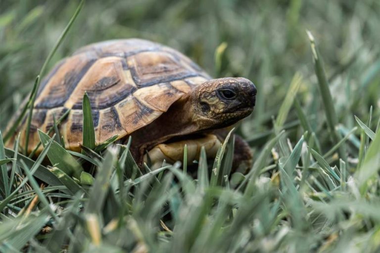 How Smart Are Turtles? All You Need To Know - All About Pets