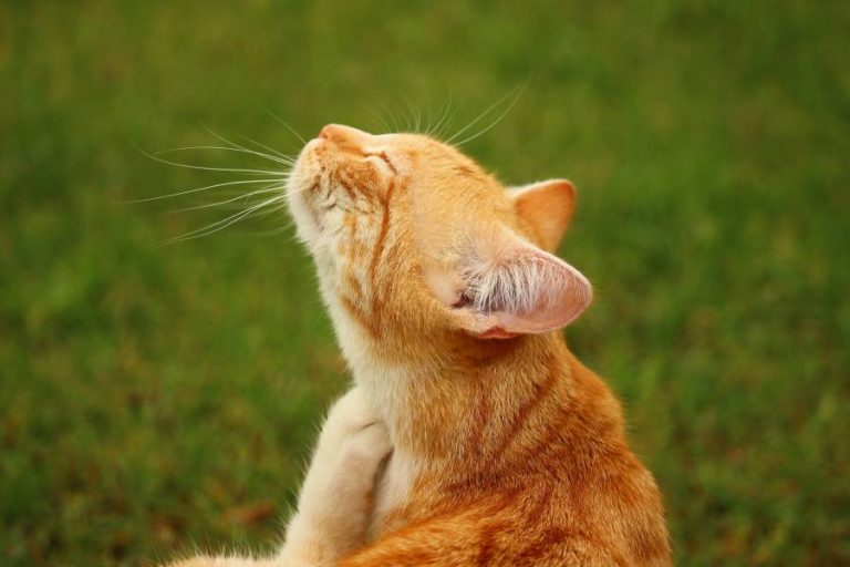 Cat Scratching Face Until It Bleeds (Why, How To Stop It) - All About Pets