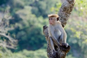 Why Do Monkeys Throw Poop - Explained - All About Pets