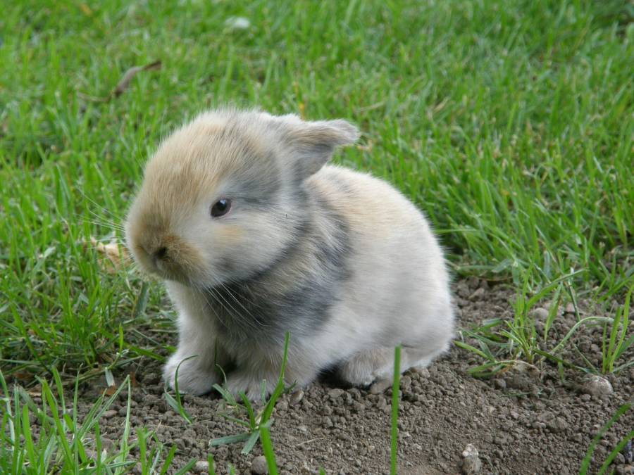 How Much To Feed A Baby Rabbit Useful Tips All About Pets